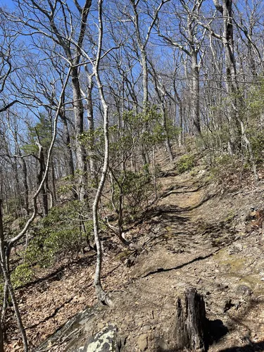 Best Forest Trails in Woolwine | AllTrails