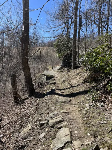 Best Forest Trails in Woolwine | AllTrails