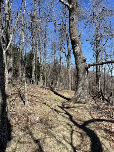 Best Forest Trails in Woolwine | AllTrails