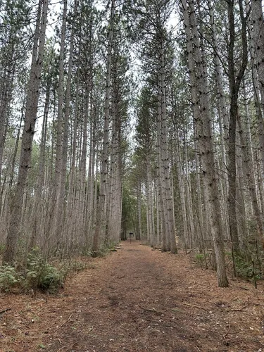 Best Partially Paved Trails in Pinhey Forest | AllTrails