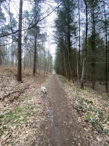 Averbode Bos en Heide: de beste routes om te wandelen | AllTrails