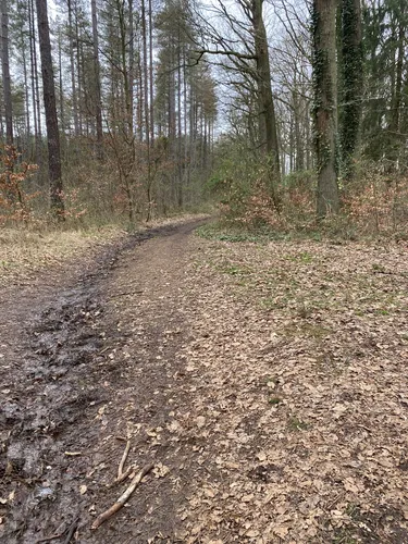 Averbode Bos en Heide: de beste routes om te wandelen | AllTrails