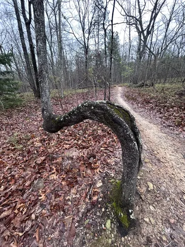 Best Moderate Trails in Coldwater Mountain Doug Ghee Nature Preserve ...