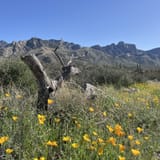 Sutherland Trail, Arizona - 207 Reviews, Map | AllTrails