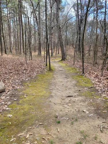 Best Hikes and Trails in Crowley's Ridge State Park | AllTrails