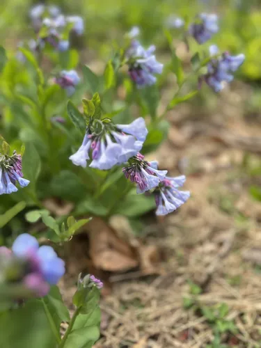 Best Hikes and Trails in Hemlock Overlook Regional Park | AllTrails
