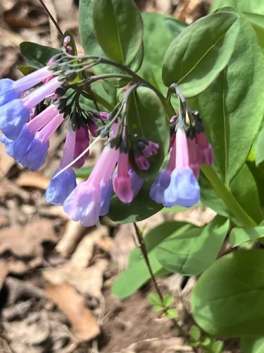 Best Hikes and Trails in Hemlock Overlook Regional Park | AllTrails