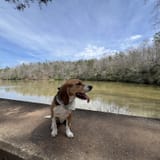 Dam Road, Issaqueena, Rocky and Collarbone Trail, South Carolina ...