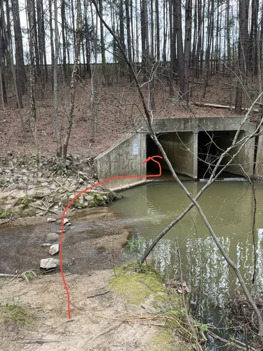 Best Hikes and Trails in Carl Alwin Schenck Memorial Forest | AllTrails