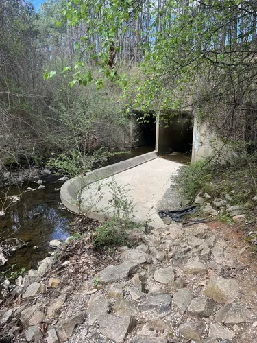 Best Hikes and Trails in Carl Alwin Schenck Memorial Forest | AllTrails