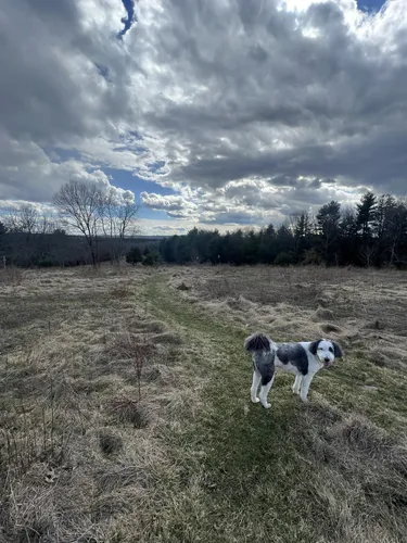 Best Hikes and Trails in Crane Swamp Conservation Area | AllTrails