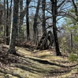 Black Ridge Trail, Virginia - 614 Reviews, Map | AllTrails