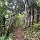 Makiki Valley Loop, Oahu, Hawaii - 5,641 Reviews, Map | AllTrails