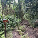 Makiki Valley Loop, Oahu, Hawaii - 5,641 Reviews, Map | AllTrails