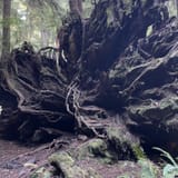 Big Tree via Karl Knapp and Cathedral Trees Loop, California - 671 ...