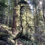 Big Tree via Karl Knapp and Cathedral Trees Loop, California - 671 ...