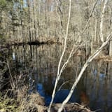 Batsto Lake Trail, New Jersey - 1,642 Reviews, Map | AllTrails