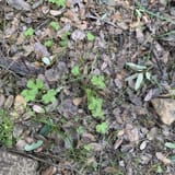 Way of the Mono Trail, California - 483 Reviews, Map | AllTrails