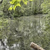 Daubenmire Trail, Florida - 627 Reviews, Map | AllTrails