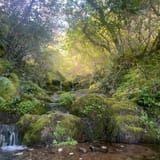 Olmstead Loop and Wendell Robie Trail, California - 2,926 Reviews, Map ...