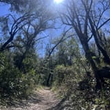 Olmstead Loop and Wendell Robie Trail, California - 2,926 Reviews, Map ...