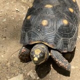 Reef Bay Trail, Saint John, US Virgin Islands - 1,089 Reviews, Map ...