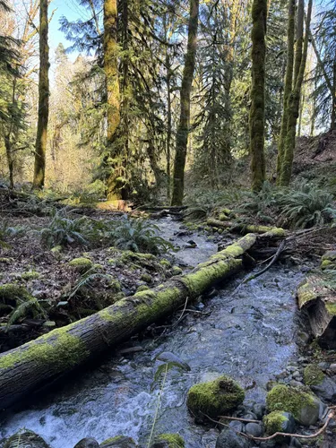 Best Views Trails in Dosewallips State Park | AllTrails