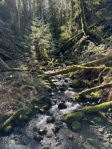 Best Views Trails in Dosewallips State Park | AllTrails