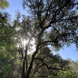 Old Flume Trail (Red Shack Trail), California - 778 Reviews, Map ...