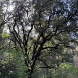 Old Flume Trail (Red Shack Trail), California - 778 Reviews, Map ...