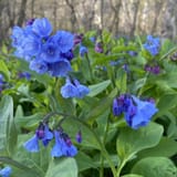 Virginius Island Trail, West Virginia - 206 Reviews, Map | AllTrails