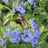 Virginius Island Trail, West Virginia - 206 Reviews, Map | AllTrails