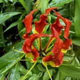 Cross Island Track and The Needle, Rarotonga, Cook Islands - 218 ...