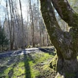 North Creek Trail, Washington - 562 Reviews, Map | AllTrails