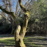 North Creek Trail, Washington - 562 Reviews, Map | AllTrails