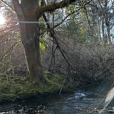 North Creek Trail, Washington - 562 Reviews, Map | AllTrails