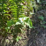 Puyallup Loop Trail, Washington - 1,146 Reviews, Map | AllTrails