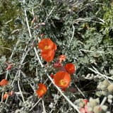 Go John Trail, Arizona - 2,649 Reviews, Map | AllTrails