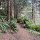Amanda's Trail, Oregon - 548 Reviews, Map | AllTrails