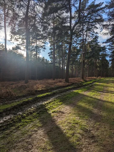 Best Kid Friendly Trails in Brandon Country Park | AllTrails