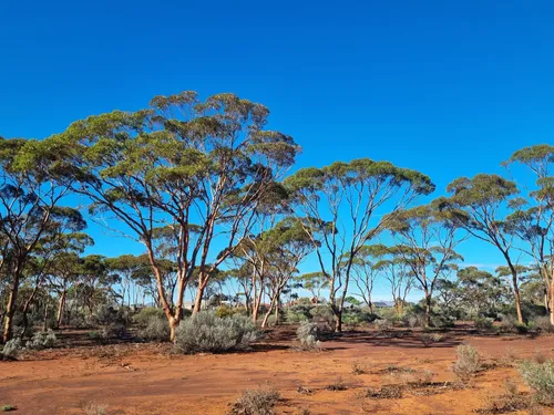 Best Hikes and Trails in Karlkurla Bushland Park | AllTrails