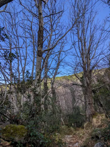 Best Forest Trails in Sarakinos - Kaliakouda - Panagias - Pournari ...