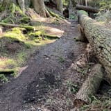 Ridge Loop Trail , Washington - 403 Reviews, Map | AllTrails