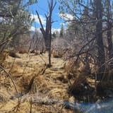 Carlito Springs Loop, New Mexico - 462 Reviews, Map | AllTrails
