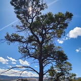 Carlito Springs Loop, New Mexico - 462 Reviews, Map | AllTrails