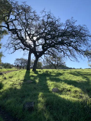 Best Moderate Trails in Mount Burdell Open Space Preserve | AllTrails