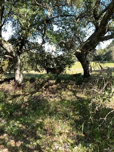 Best Moderate Trails in Mount Burdell Open Space Preserve | AllTrails
