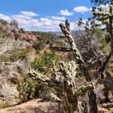 Carlito Springs Loop, New Mexico - 462 Reviews, Map | AllTrails