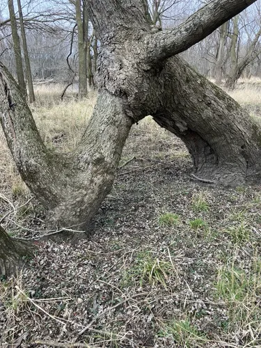 Best Hikes and Trails in Oak Ridge Forest Preserve | AllTrails