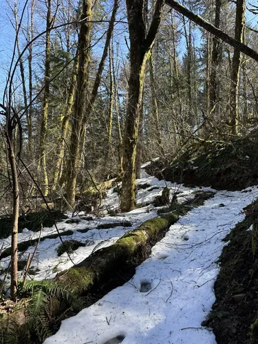 Best Camping Trails in Timber | AllTrails